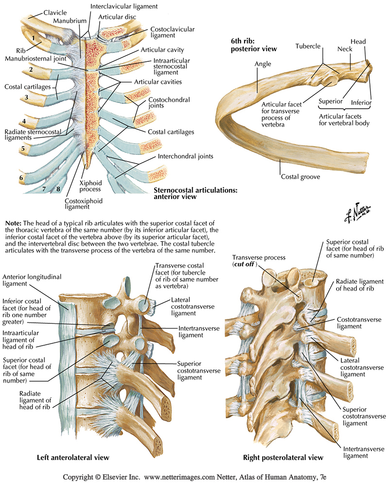 SG-CHEST & THORAX